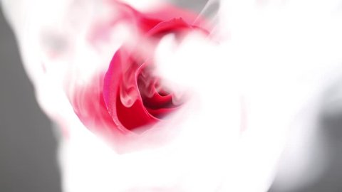 Slowly Revolving Red Rose Flower White Stock Footage Video (100% ...
