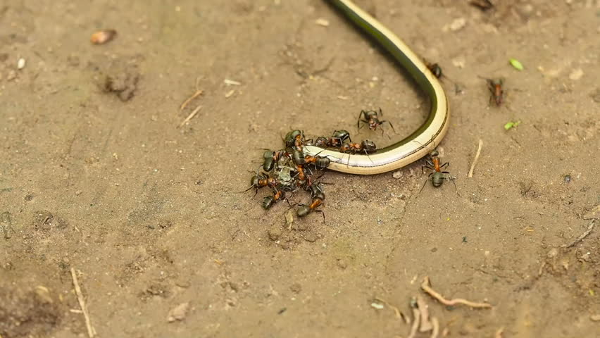 ants eat dead snake insects Stock Footage Video (100% Royalty-free ...