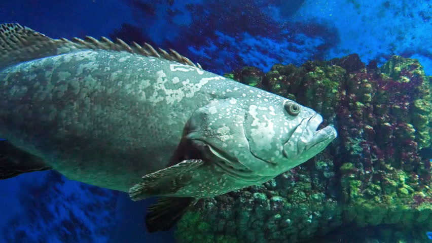 Large Gray Spotted Grouper with Stock Footage Video (100% Royalty-free ...