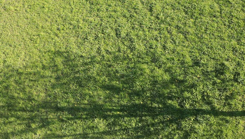Video Green Grass Top View Stock Footage Video (100% Royalty-free ...