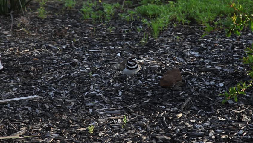 Killdeer nest with eggs on the ground image - Free stock photo - Public ...