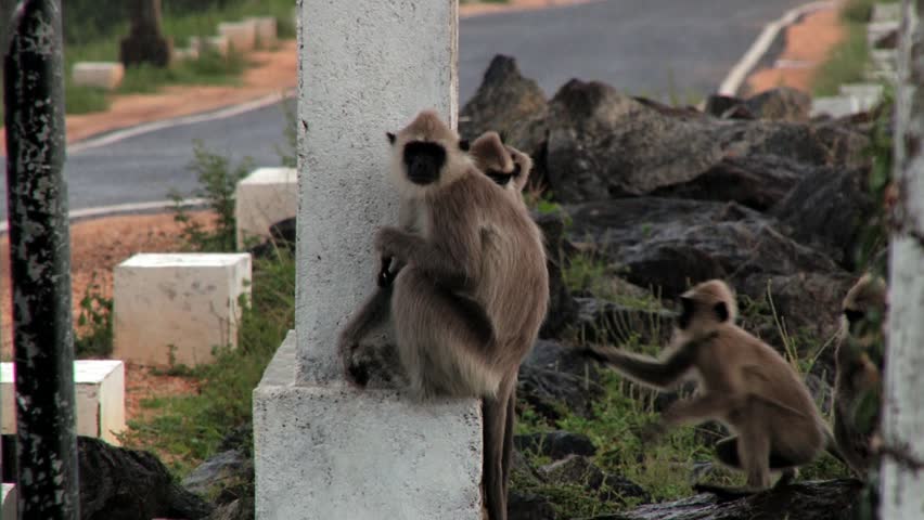 Monkeys Hide from the Rain Stock Footage Video (100% Royalty-free ...
