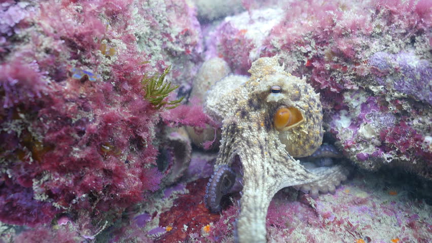 octopus reaching out touching camera lens Stock Footage Video (100% ...