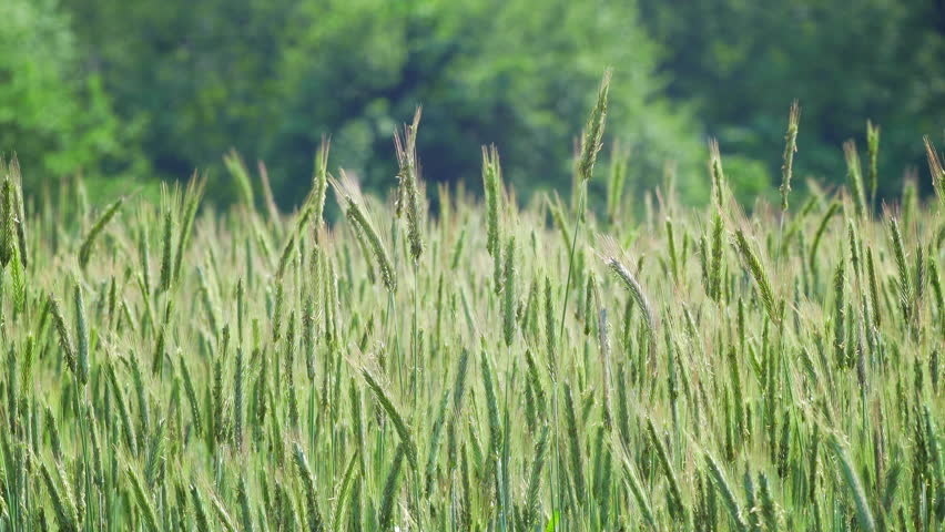 Secale Cereale Stock Video Footage 4k And Hd Video Clips Shutterstock