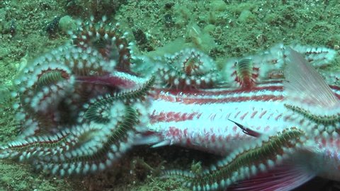 Fire Worms Eating Soldier Fish Underwater Stock Footage Video (100% ...