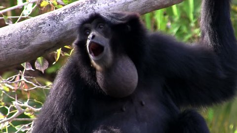 193 Monkey stand up Stock Video Footage - 4K and HD Video Clips ...