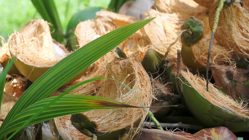 germinated coconuts on green grass Stock Footage Video (100% Royalty ...