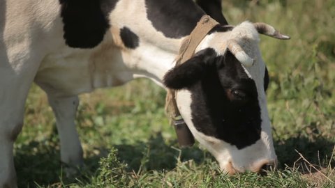 Tiny Panda Cubs Having Fun On Stock Footage Video (100% Royalty-free ...