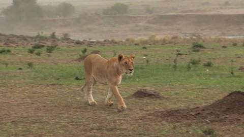 Lion Mother Walking Masai Mara Reserve Stock Footage Video (100% ...