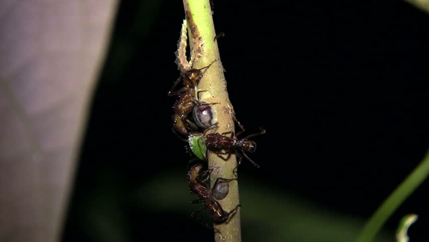 spectacular example multiple insect symbiosis amazon Stock Footage ...