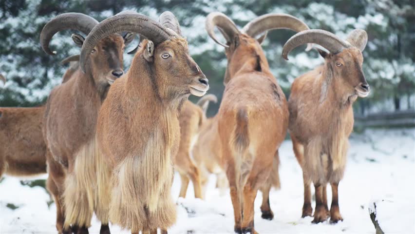 barbary sheep ammotragus lervia species caprid Stock Footage Video (100 ...