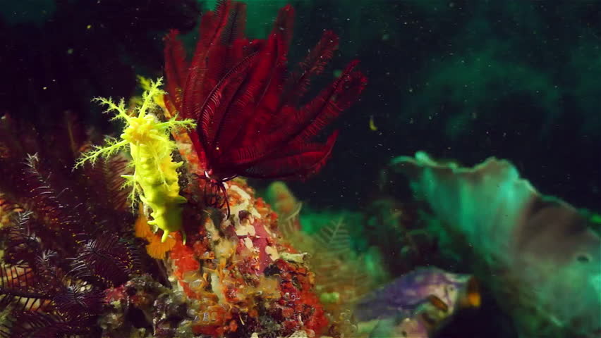 Subaquatic Photo Stock Video Footage - 4K and HD Video Clips | Shutterstock