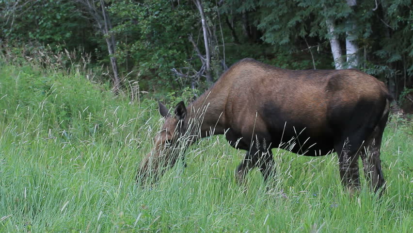 female cow moose grazing meadow alaska Stock Footage Video (100% ...