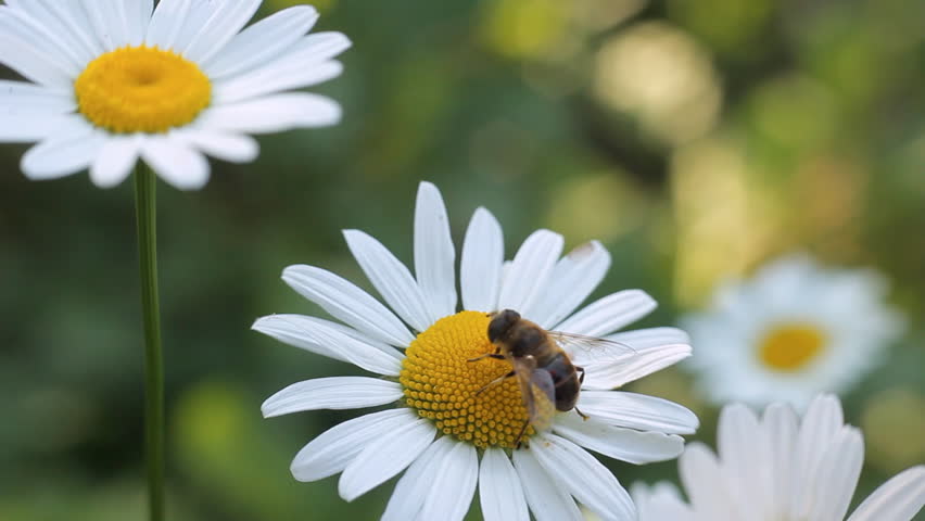 bee on white daisy flower agriculture Stock Footage Video (100% Royalty ...