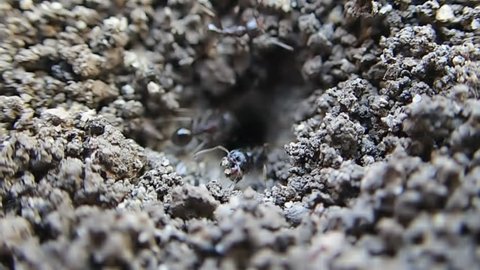 Ants Digging Ground Stock Footage Video (100% Royalty-free) 16698934 ...