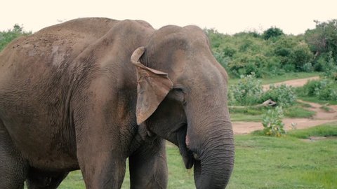 Wild Old Elephant Chewing Stock Footage Video (100% Royalty-free ...