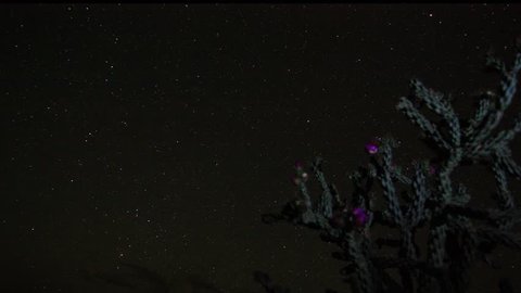 Big Bend National Parknight Catus Milky Stock Footage Video (100% ...