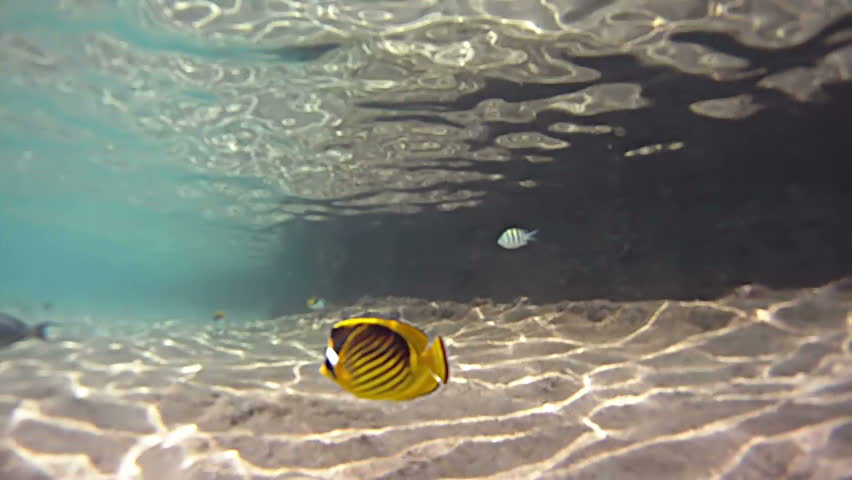 butterflyfish tropical fish swimming alone his Stock Footage Video (100 ...