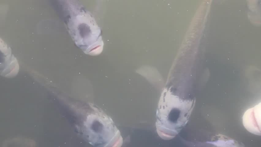 Filsh Stock Video Footage - 4K and HD Video Clips | Shutterstock