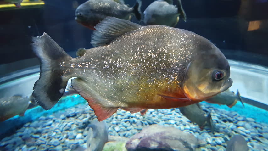 Pirahna Fish Closeup. Fish Sideview. Stock Footage Video (100% Royalty ...