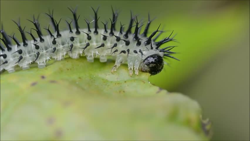 oak sawfly periclista lineolata larva eating Stock Footage Video (100% ...