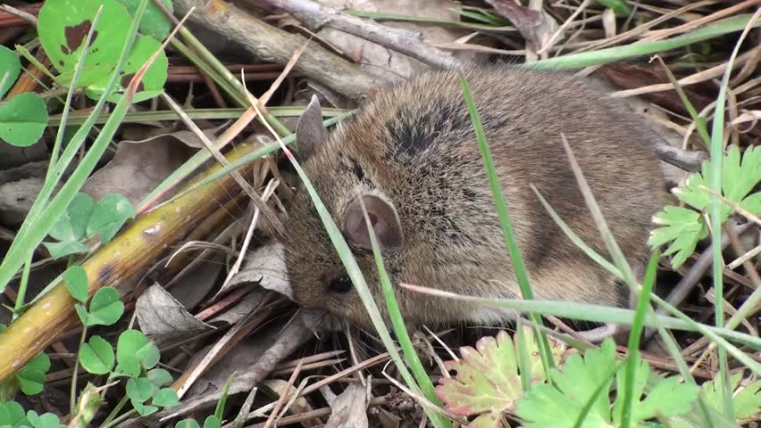 Small Mouse of a Spring Stock Footage Video (100% Royalty-free ...