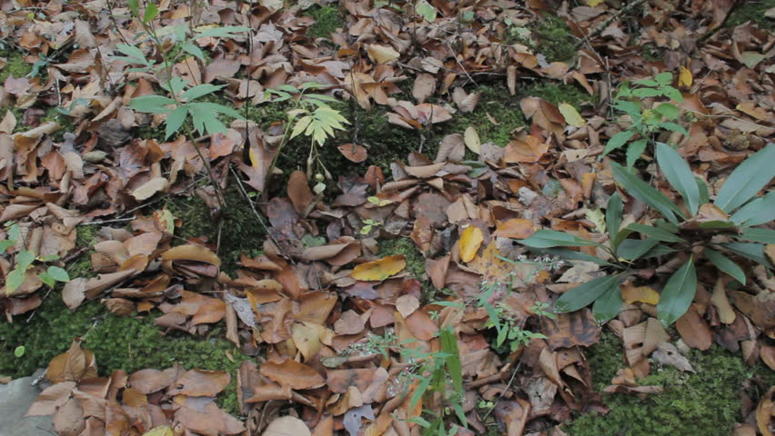 Tracking Along Mountain Forest Floor Stock Footage Video (100% Royalty ...
