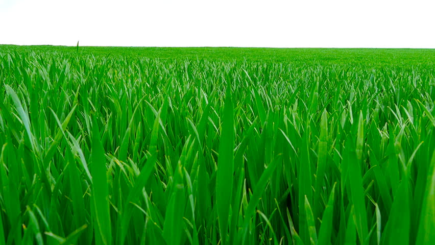 green grass motion camera Stock Footage Video (100% Royalty-free ...
