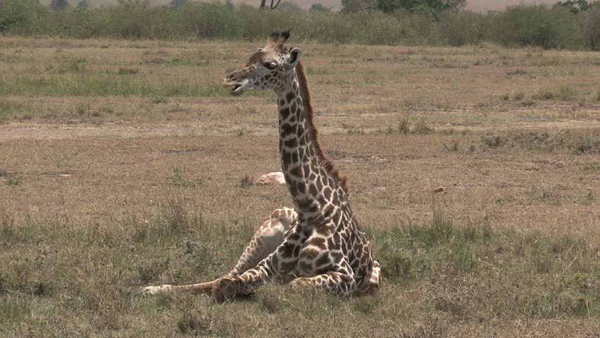 Baby Giraffe Laying Down Stock Footage Video (100% Royalty-free ...