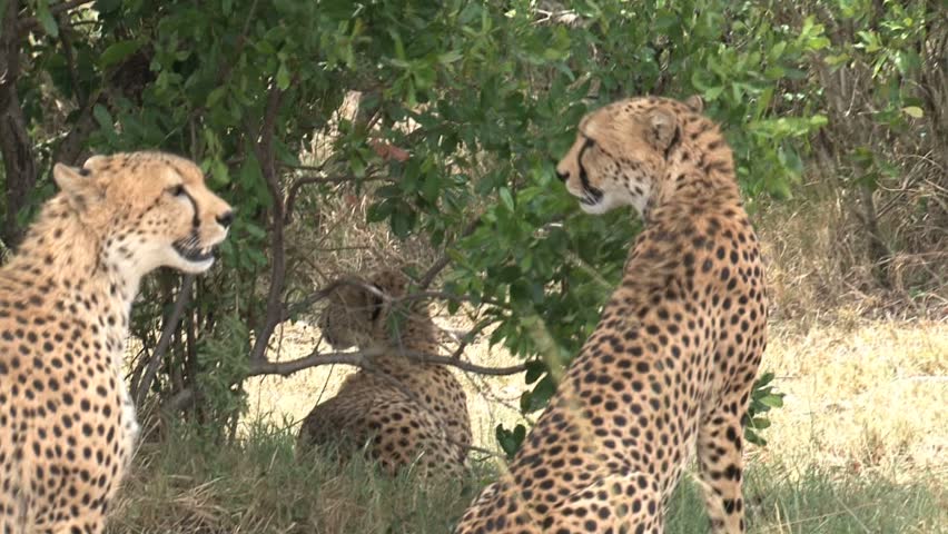 Cheetahs Looking for Food Stock Footage Video (100% Royalty-free ...