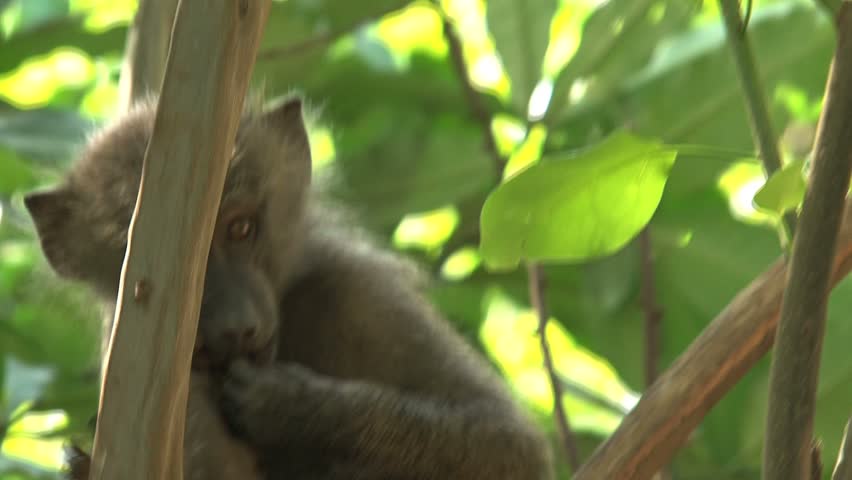 Baboon Playing with His Feet Stock Footage Video (100% Royalty-free ...