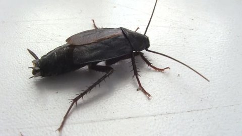 Living Large Black Cockroach On White Stock Footage Video (100% Royalty ...