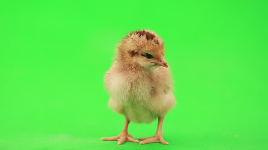 chicken on green screen Stock Footage Video (100% Royalty-free ...