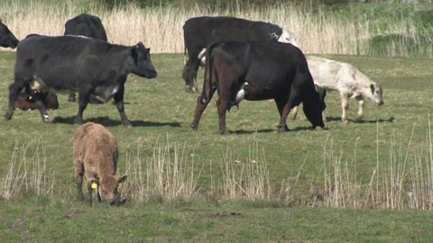 mating cow bull Stock Footage Video (100% Royalty-free) 1021307446 ...