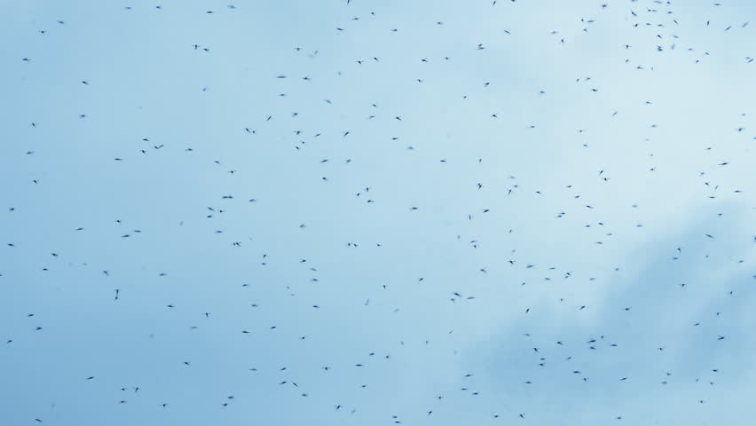 Gnats Cloud Swarming in Front Stock Footage Video (100% Royalty-free ...