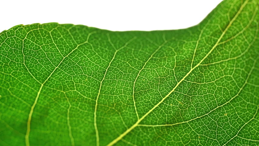 Closeup of a Leaf Stock Footage Video (100% Royalty-free) 1691239 ...