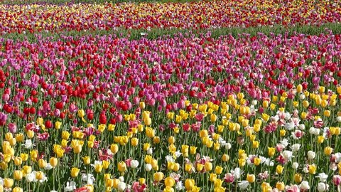 Tulip Taken Camera Crane _6 On Stock Footage Video (100% Royalty-free ...