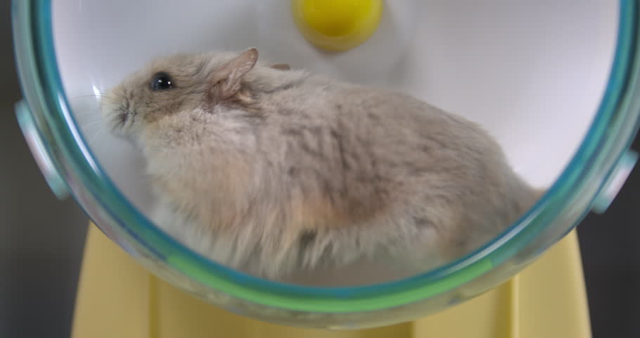 Close-up of Beige Dwarf Hamster Stock Footage Video (100% Royalty-free ...