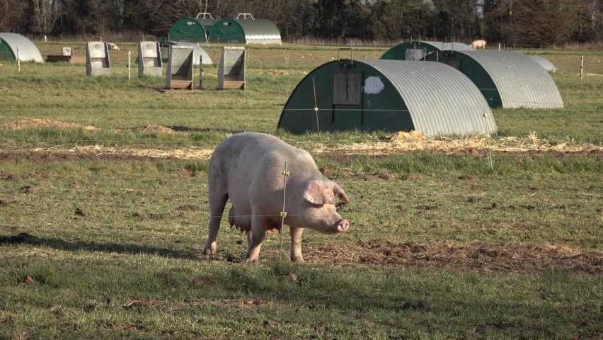 Thetford England Pig Farm Sow Stock Footage Video (100% Royalty-free ...
