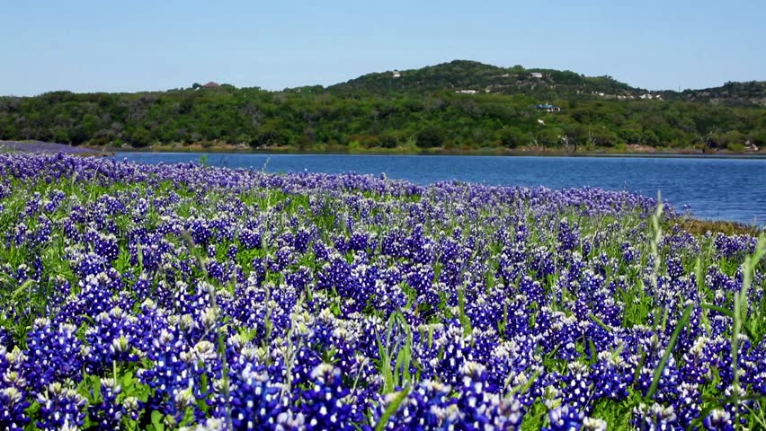 Beautiful Bluebonnets Along a Lake Stock Footage Video (100% Royalty ...