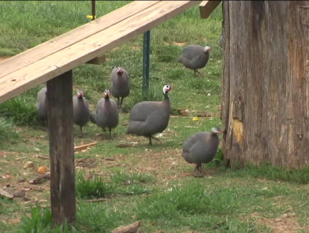 Guinea Hens in a Pen Stock Footage Video (100% Royalty-free) 169423 ...