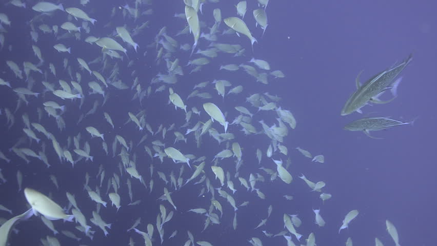 Large Schoolshoal of Long-nose Parrot Stock Footage Video (100% Royalty ...