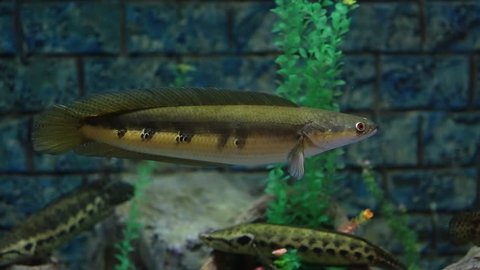 Blotched Snakehead Forest Snakehead Endangered Museum Stock Footage ...