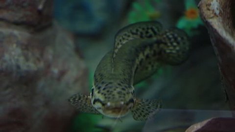 Blotched Snakehead Forest Snakehead Endangered Museum Stock Footage ...