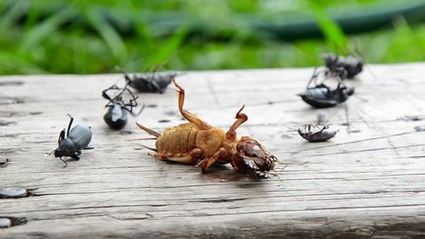 Agony Dying Insects On Background Green Stock Footage Video (100% ...