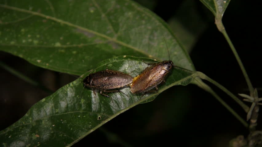 cockroaches mating Stock Footage Video (100% Royalty-free) 1696909 ...