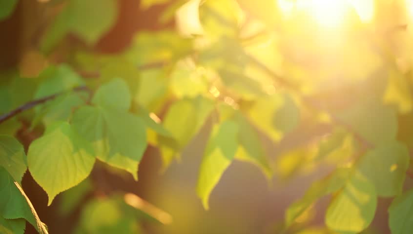 Sun Shines Through Leaves Trees Stock Footage Video (100% Royalty-free ...