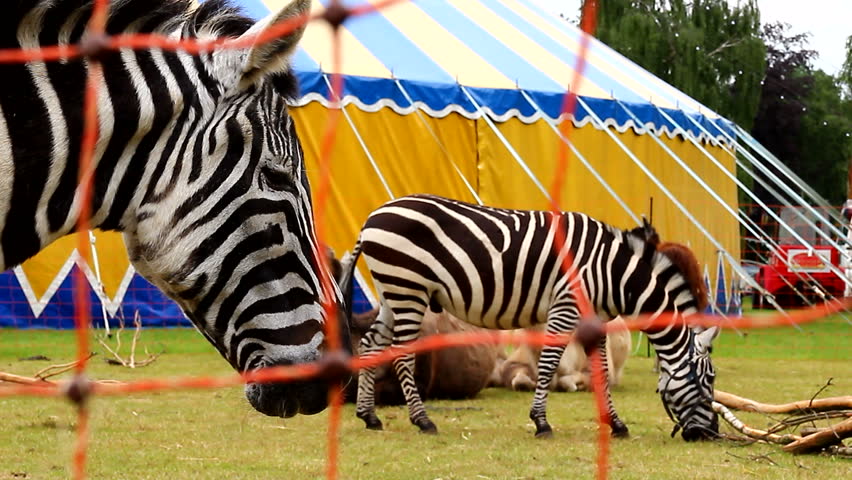 Zebra at Circus Tent Outside Stock Footage Video (100% Royalty-free ...