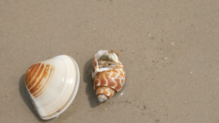 shallow shells sea on sand beach Stock Footage Video (100% Royalty-free ...