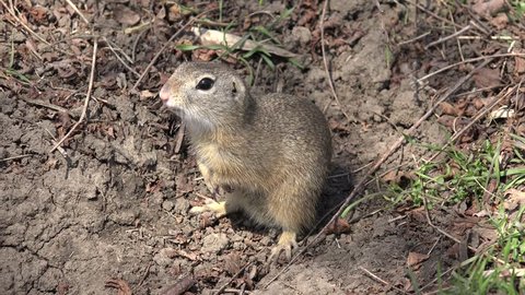 4k Weasel Hole Field Otter Mink Stock Footage Video (100% Royalty-free ...